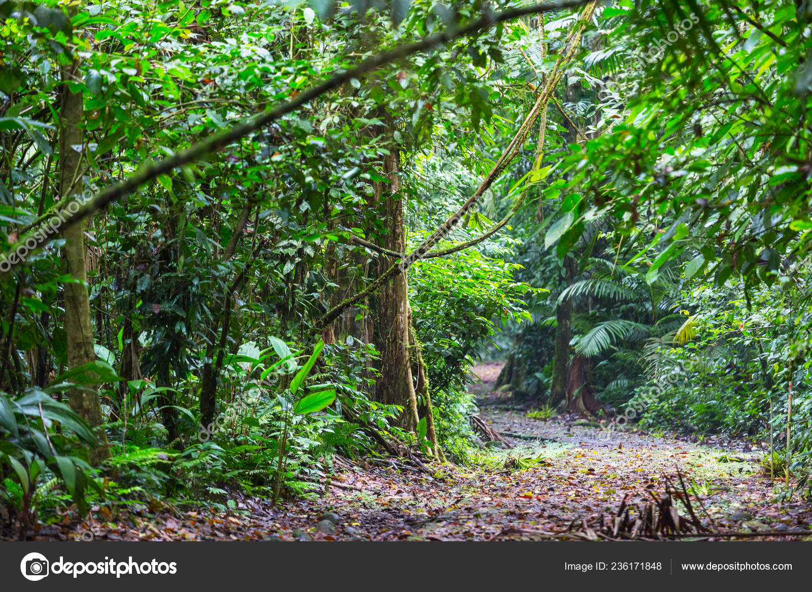 Beautiful Tropical Rainforests