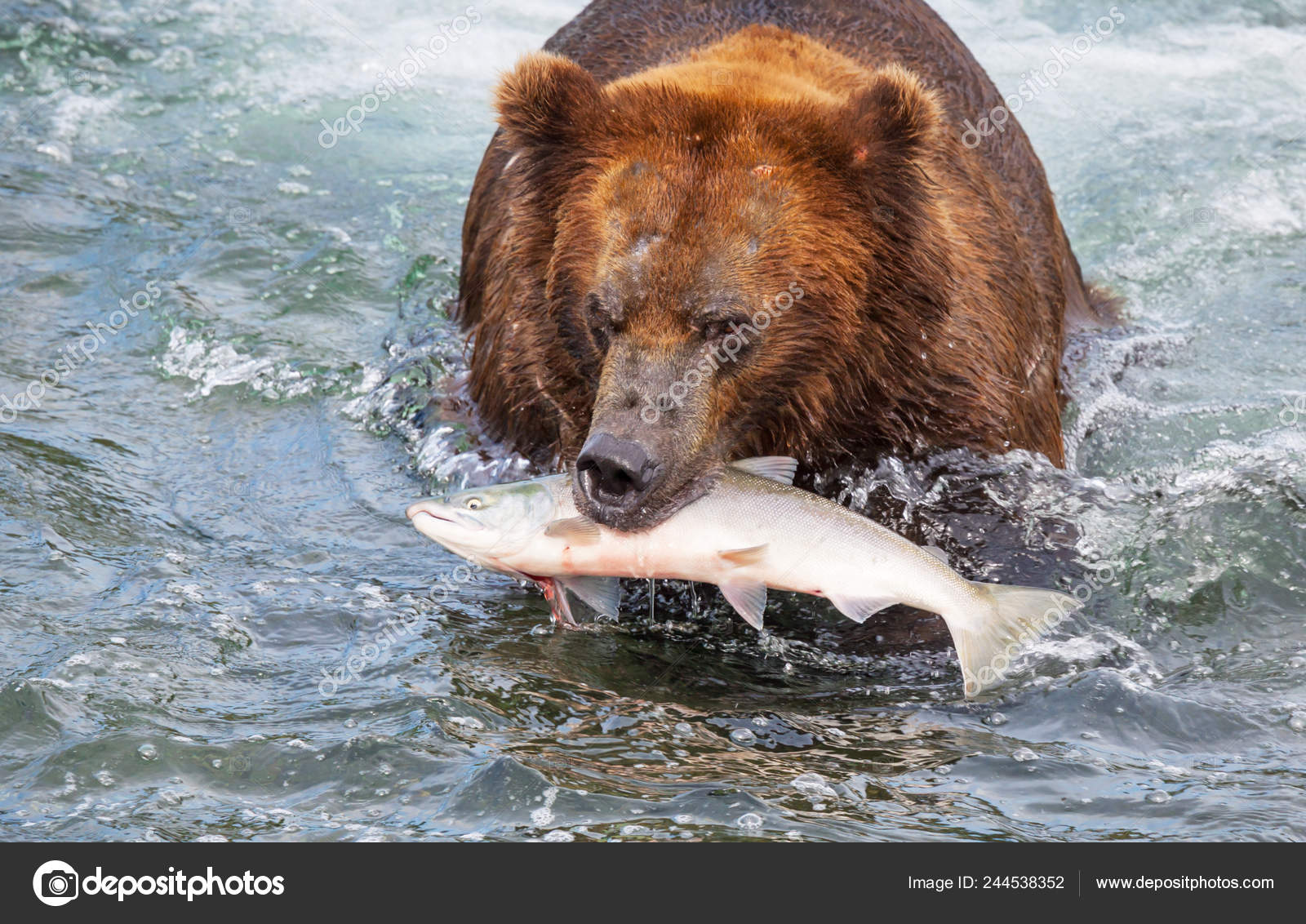 Oso Pardo Cazando Salmón Brooks Cae Coastal Brown Grizzly Bears ...