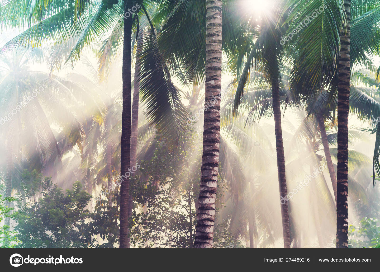 Beautiful Green Tropical Jungle Stock Photo by ©kamchatka 274489216