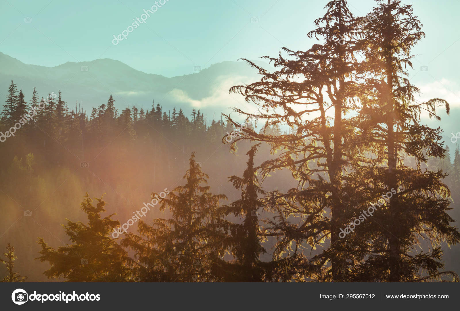 Magic Misty Forest Beautiful Natural Landscapes Stock Photo by ...