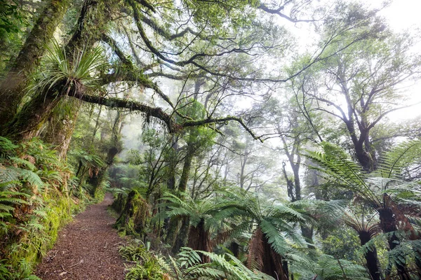 Nz rainforest Stock Photos, Royalty Free Nz rainforest Images ...