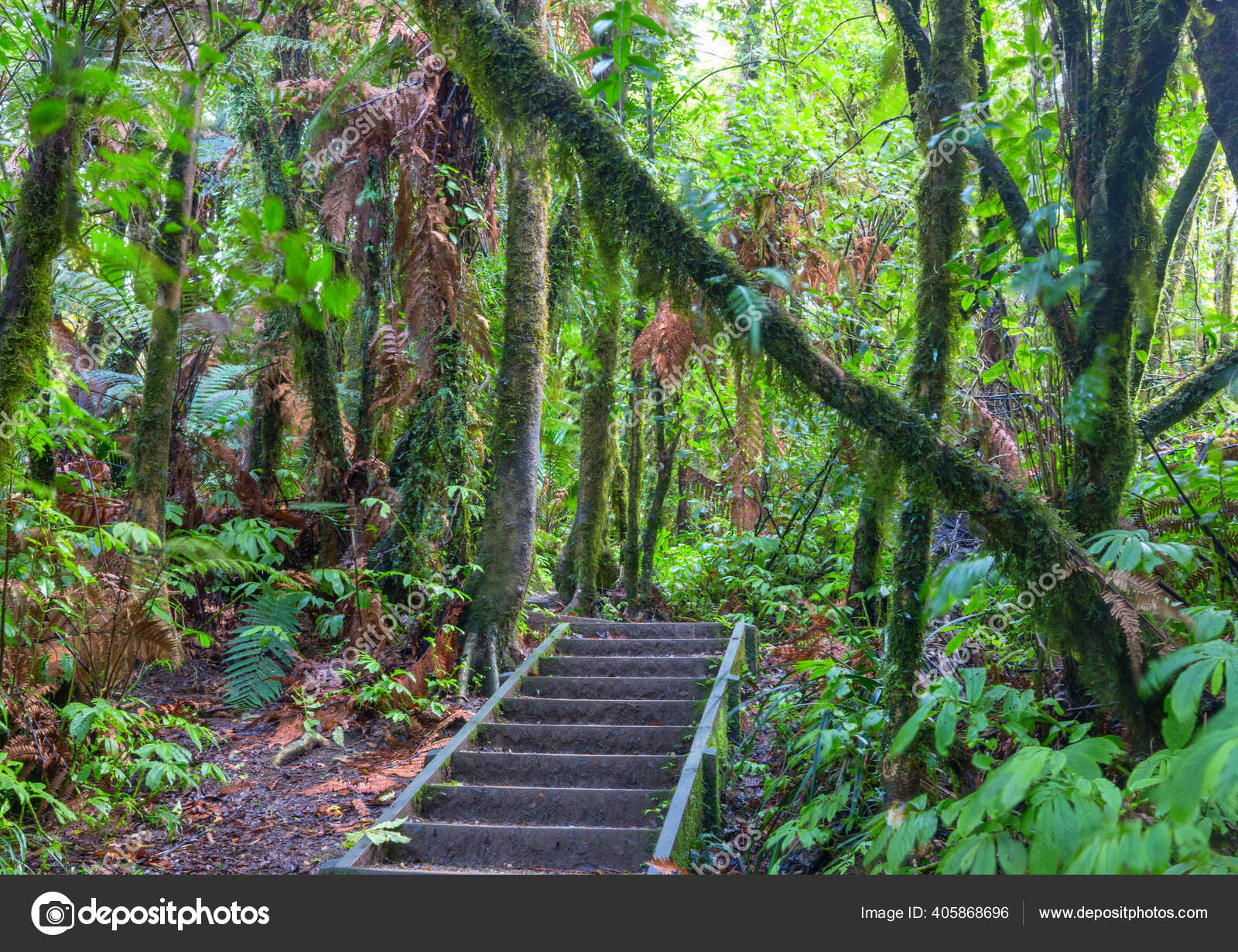 New Zealand Tropical Jungle Forest Green Natural Background Stock Photo ...
