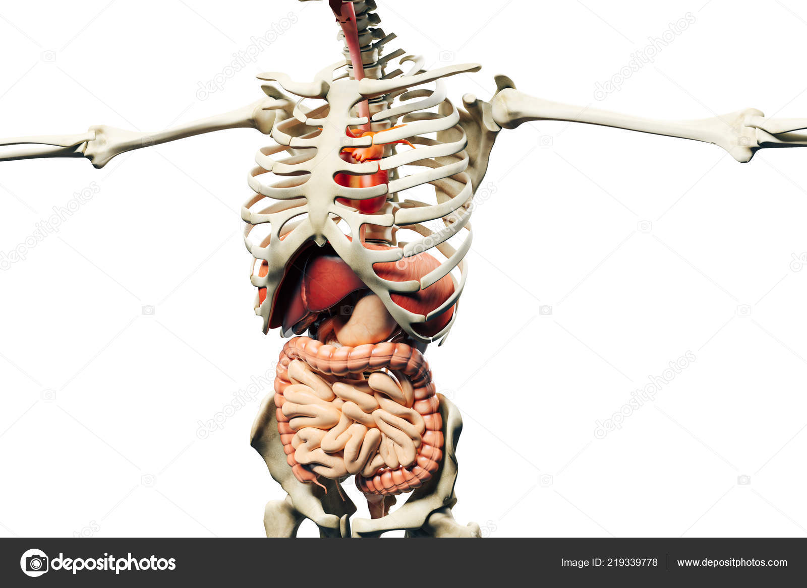 Homme Rendu Anatomie Montrant Squelette Système Musculaire Les Organes ...