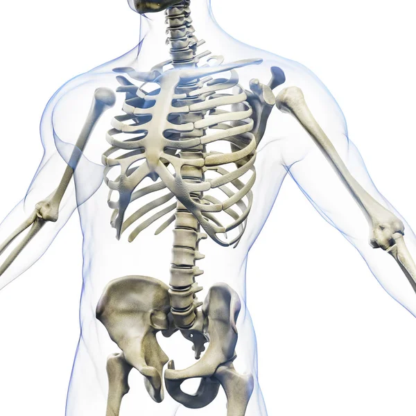 3d render of human body and skeleton — Stock Photo © digitalgenetics ...