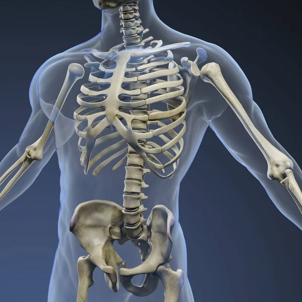 3d render of human body and skeleton — Stock Photo © digitalgenetics ...