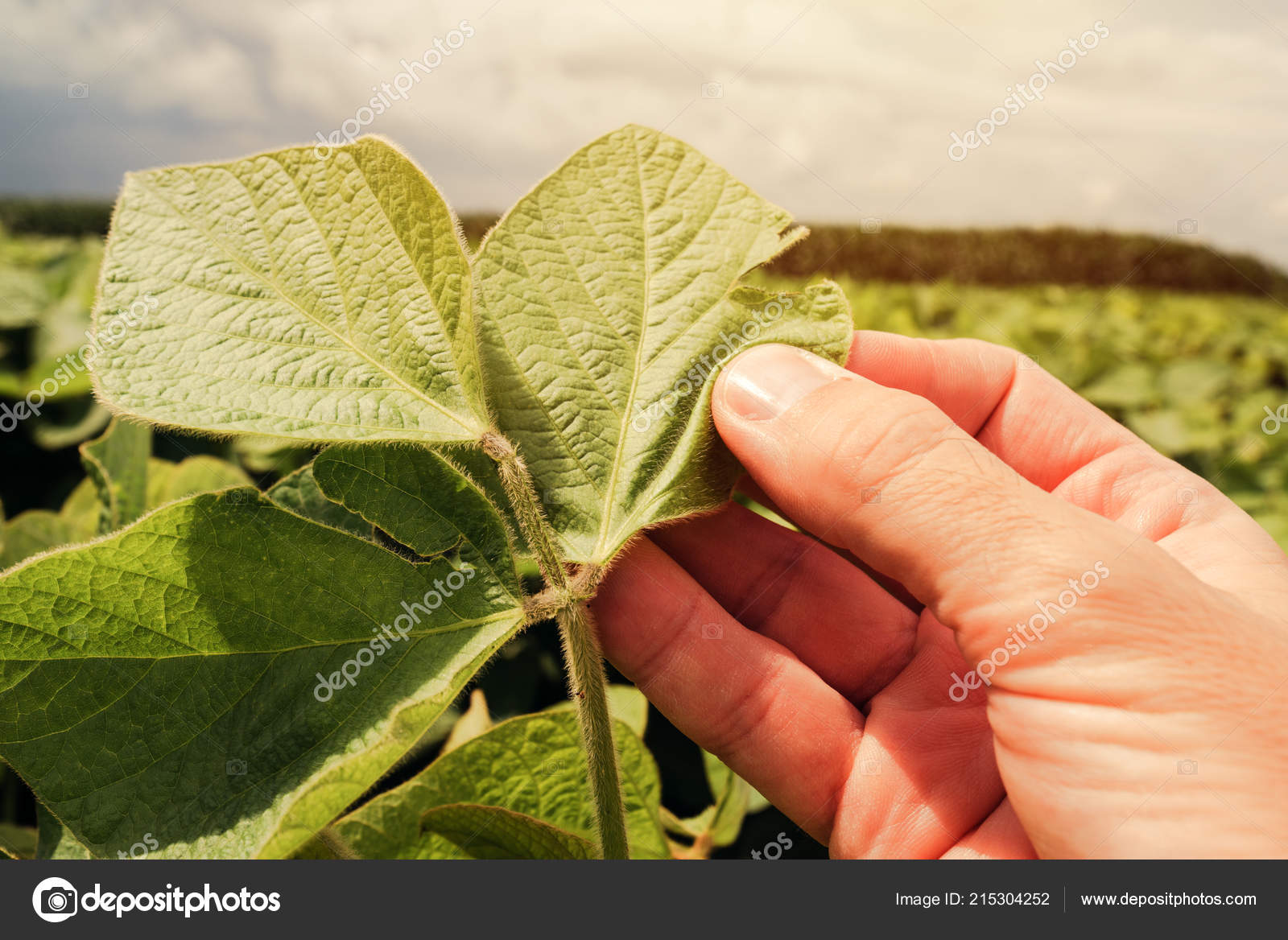 Agronomist Touching Healthy Soya Bean Plant Leaf Analyzing Crop ...
