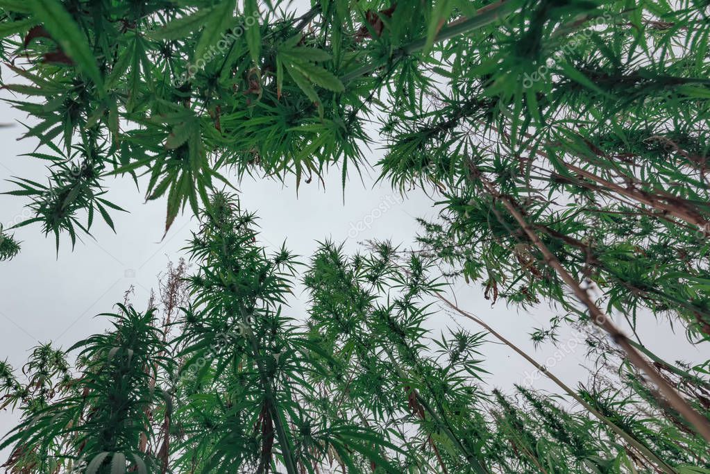 C amo o c amo industrial es una variedad de planta de cannabis sativa, vista de bajo ngulo 2024