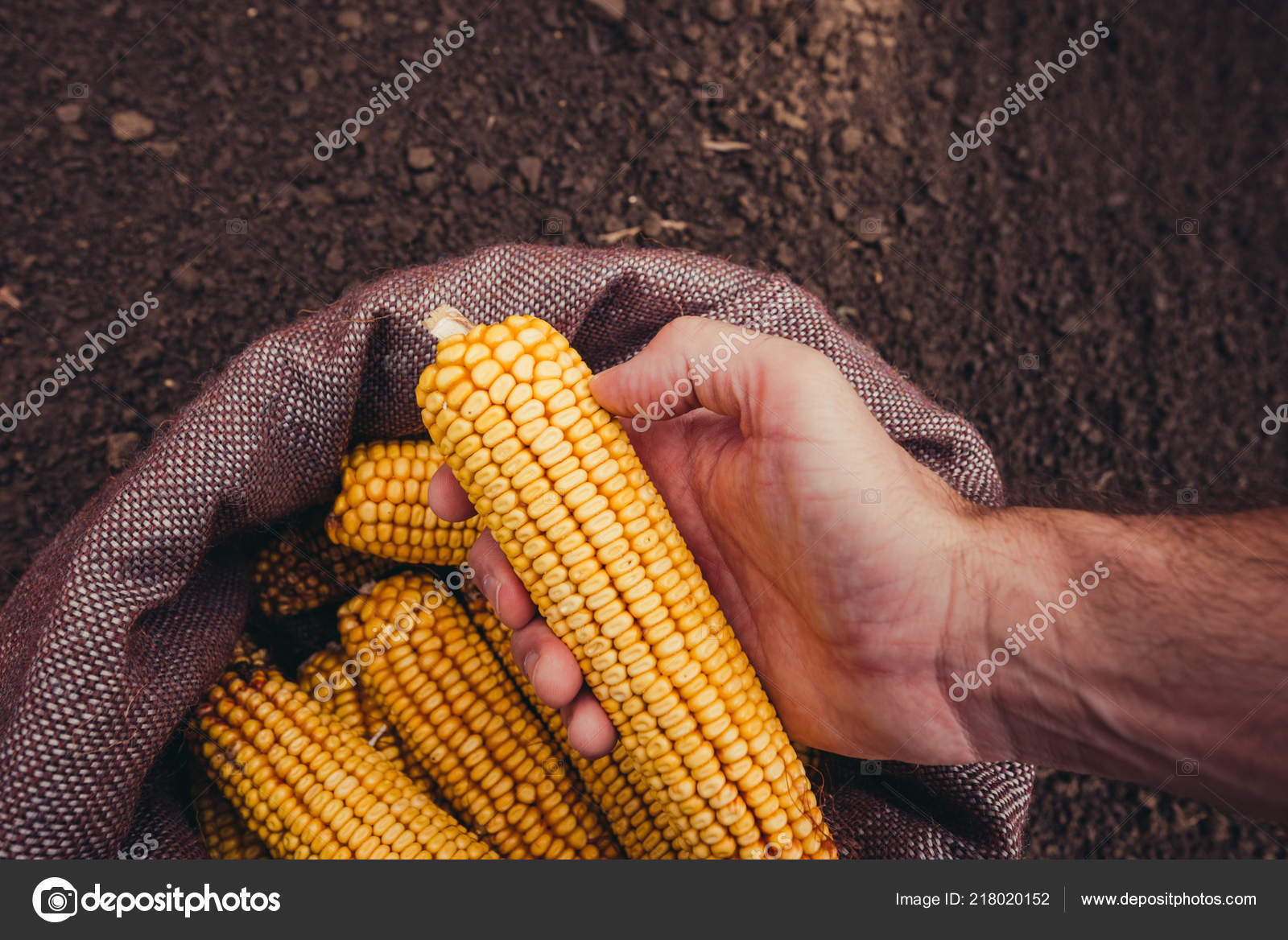 Farmer Picking Harvested Corn Cobs Burlap Sack Top View Hand — Stock ...