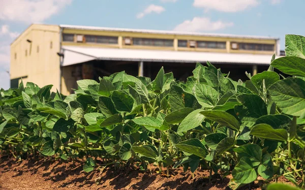 Soybean farm Images - Search Images on Everypixel