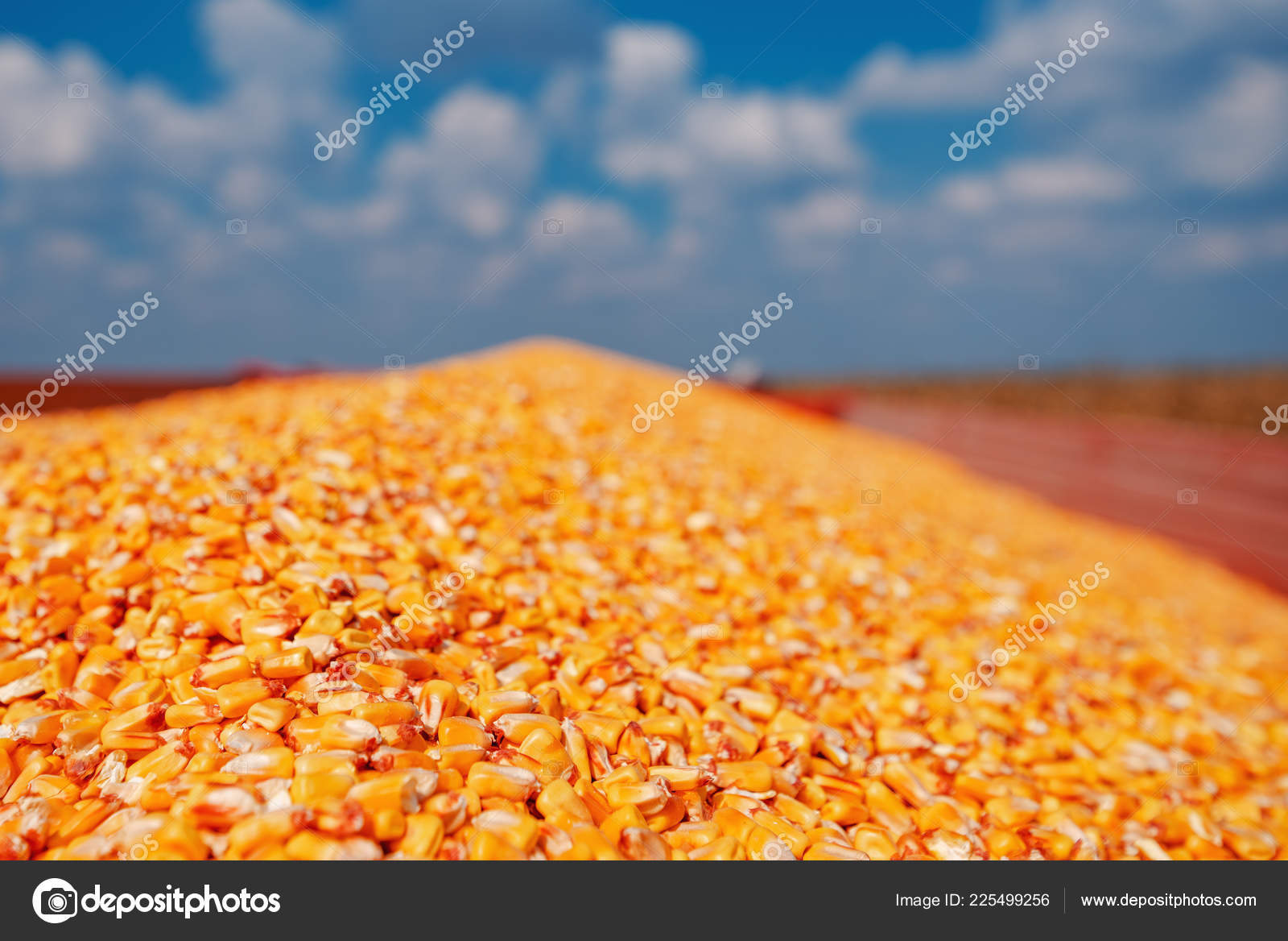 Pile Harvested Corn Seed Kernels Tractor Trailer Ready Transported ...