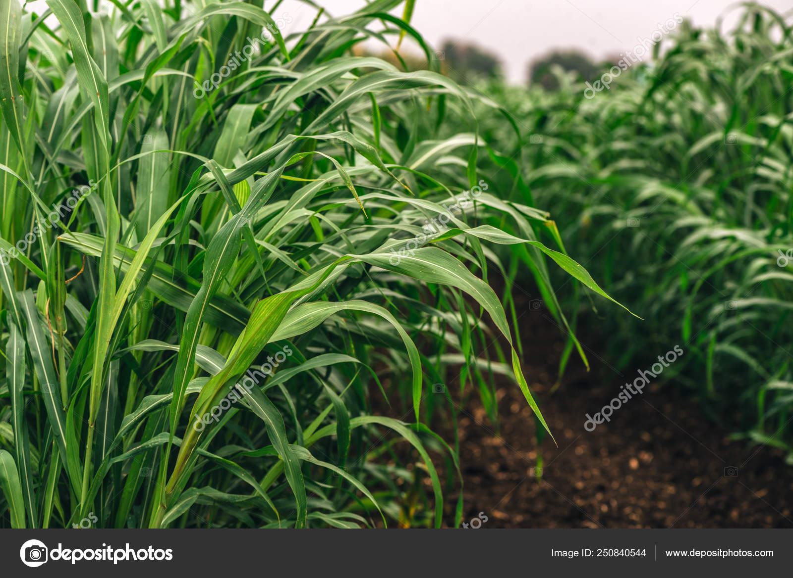 Sorghum sudanense or sudangrass plantation field Stock Photo by ...