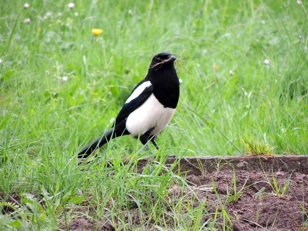 The common magpie, or european magpie (Pica pica), collects small ...