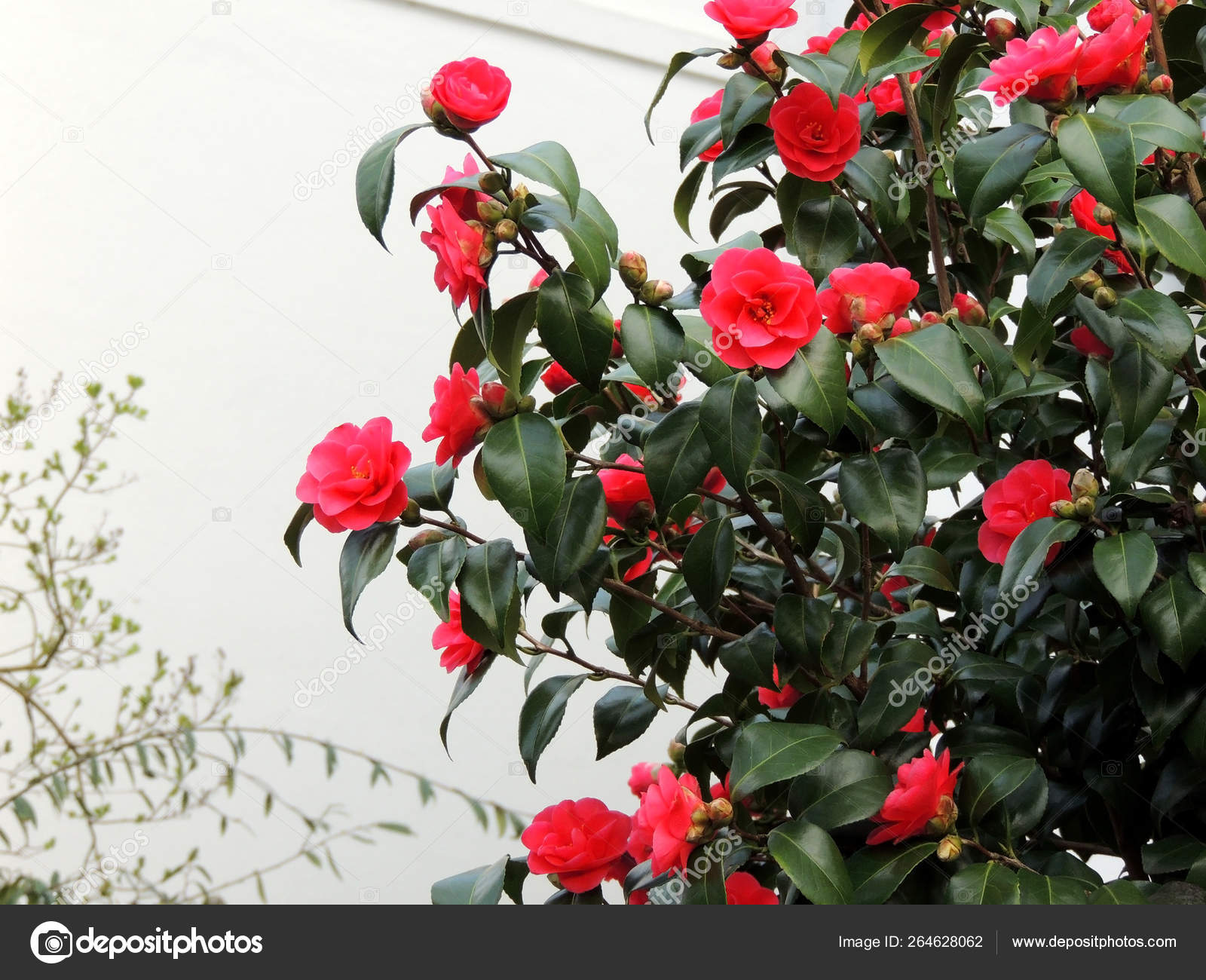 Red Camellia Tree