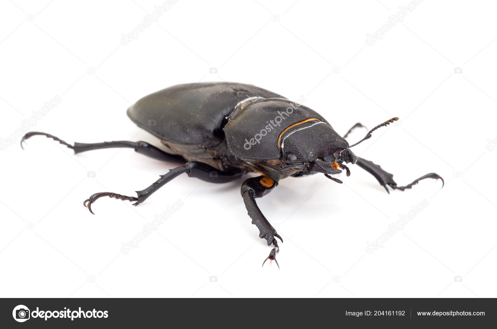 Lesser Stag Beetle, Dorcus parallelipipedus on white background — Stock ...