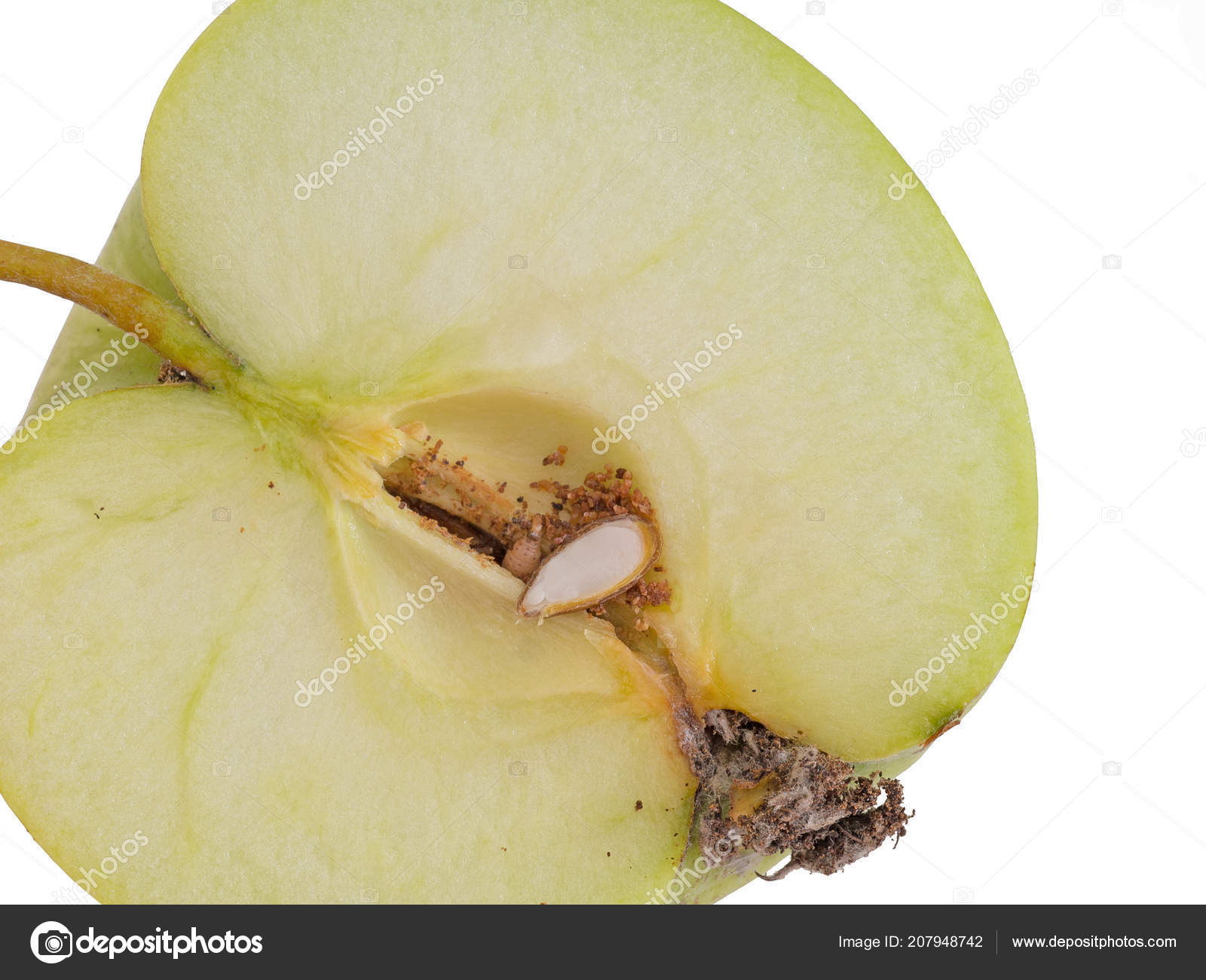 Codling moth larva, Cydia pomonella grub, larva. Caterpillar in apple ...