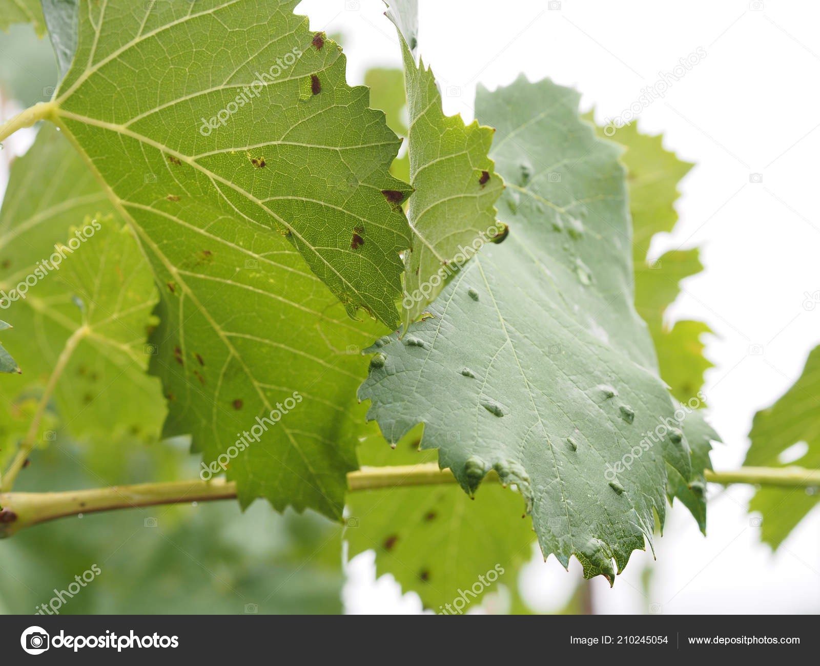 Grape erineum mite and their galls. Vineyard problem. Top of leaf look ...
