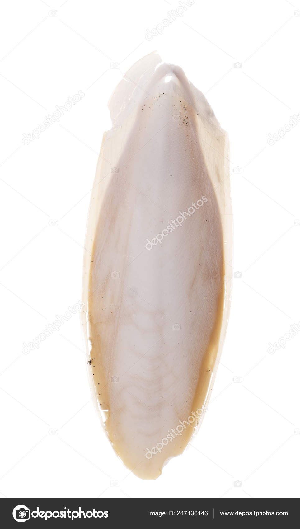 Cuttlefish Bone