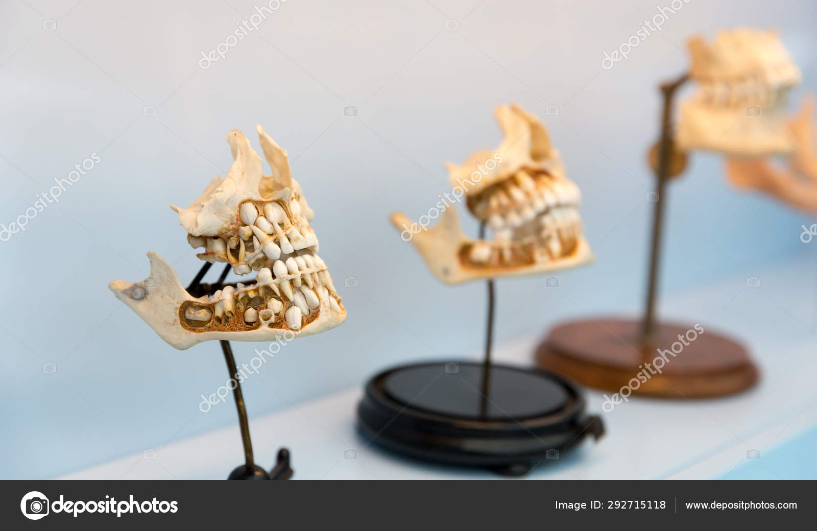 Medical Models Human Jaws Stand Learning Human Mouth Structure Anatomy ...