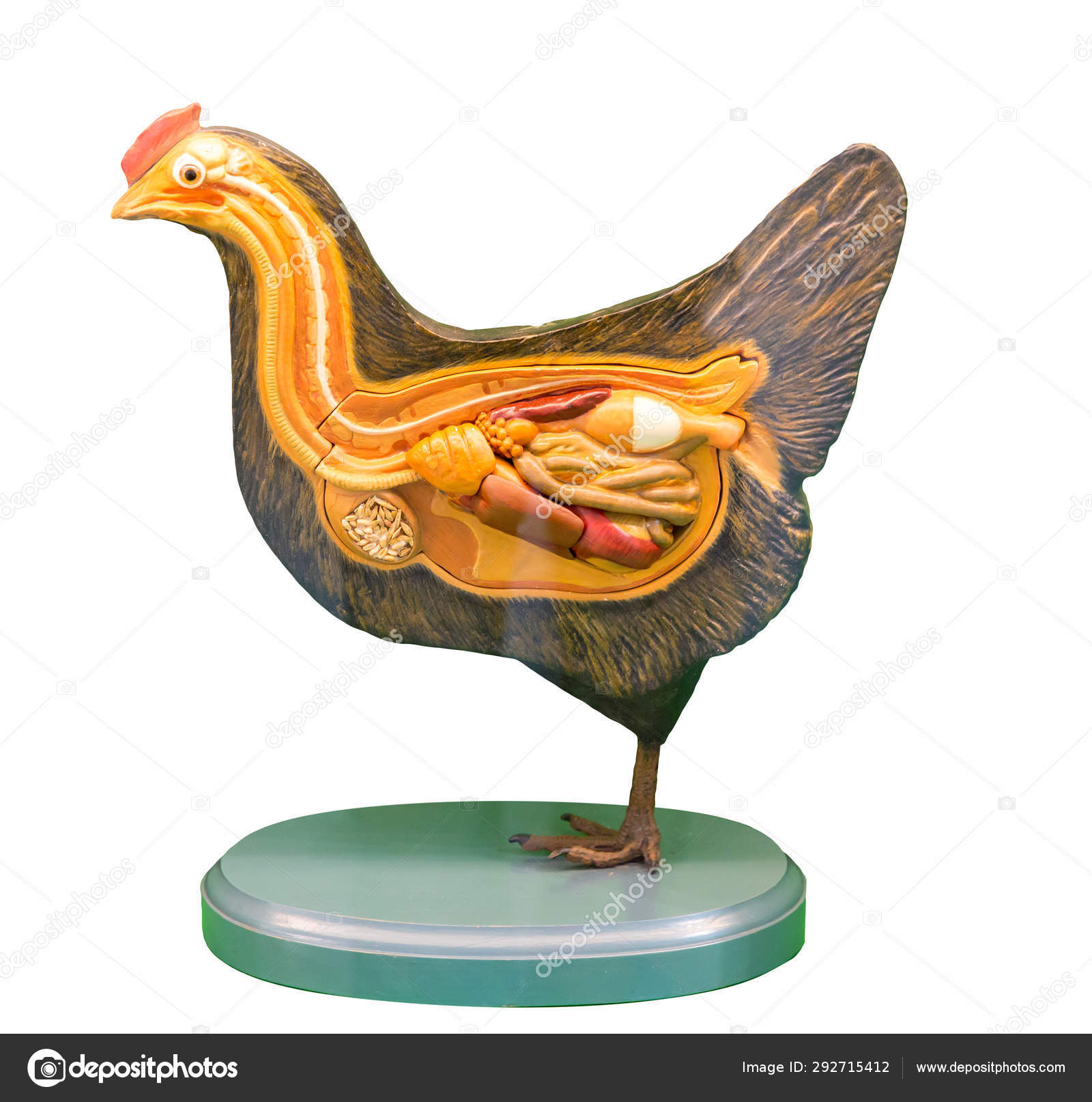 Anatomical Model Hen Internal Organs Chicken Isolated White Background ...