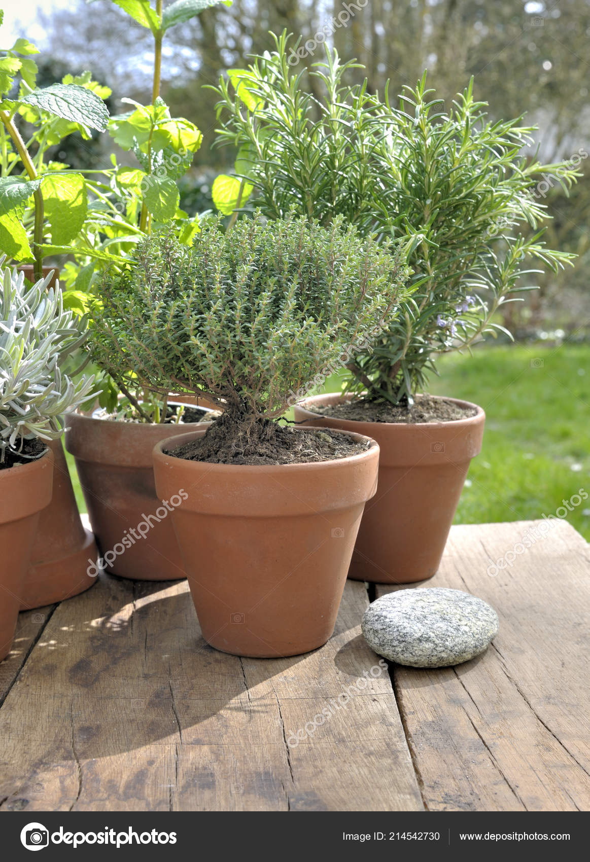Potted Aromatic Plant Put Table Garden Stock Photo by ©sanddebeautheil ...