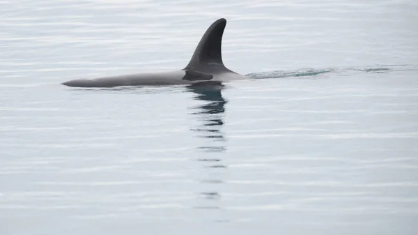 Orca fin Stock Photos, Royalty Free Orca fin Images | Depositphotos