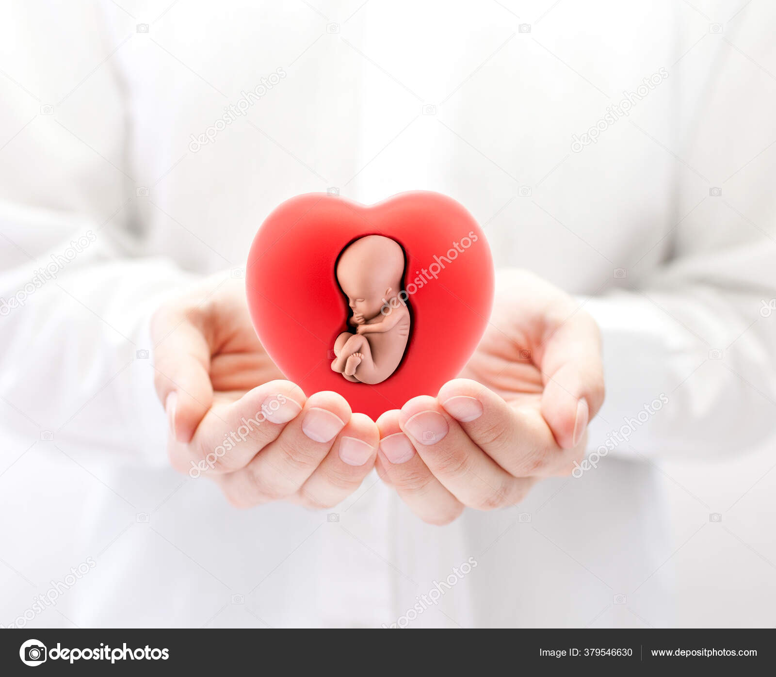Human Embryo Red Heart Hands Stock Photo by ©sqback 379546630