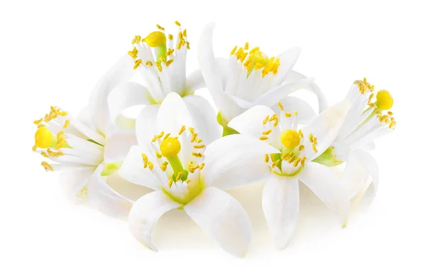 Neroli flowers Stock Photos, Royalty Free Neroli flowers Images ...