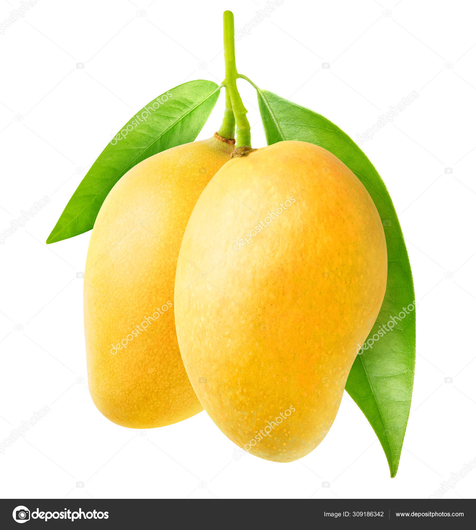 Two yellow mango — Stock Photo © photomaru #309186342