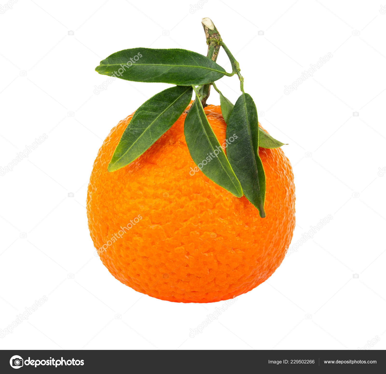 Single Tangerine Leaves Isolated White Background — Stock Photo ...