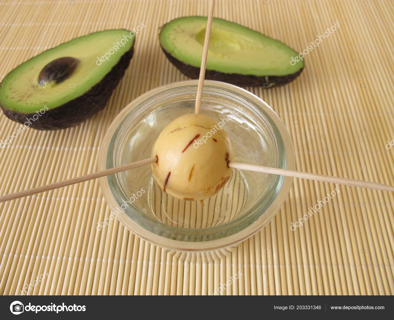 Avocado Seed Sprouting Process Tree Stock Photo by ©HeikeRau 203331346