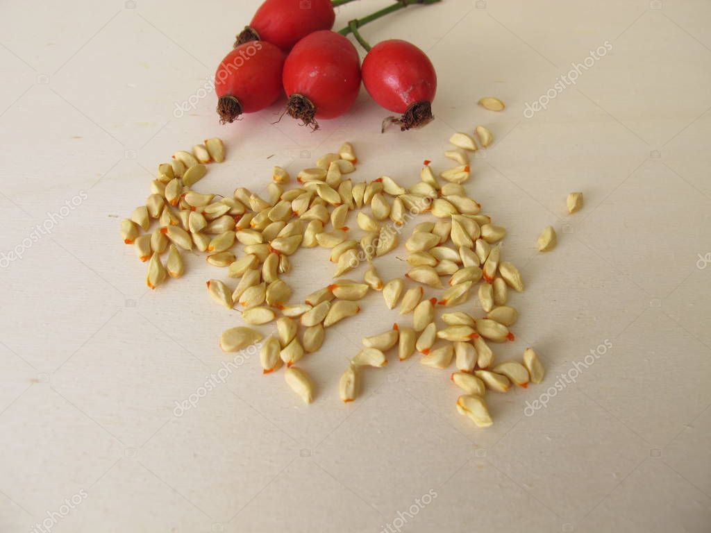 Las semillas de rosa mosqueta - los granos de la fruta silvestre perro ...