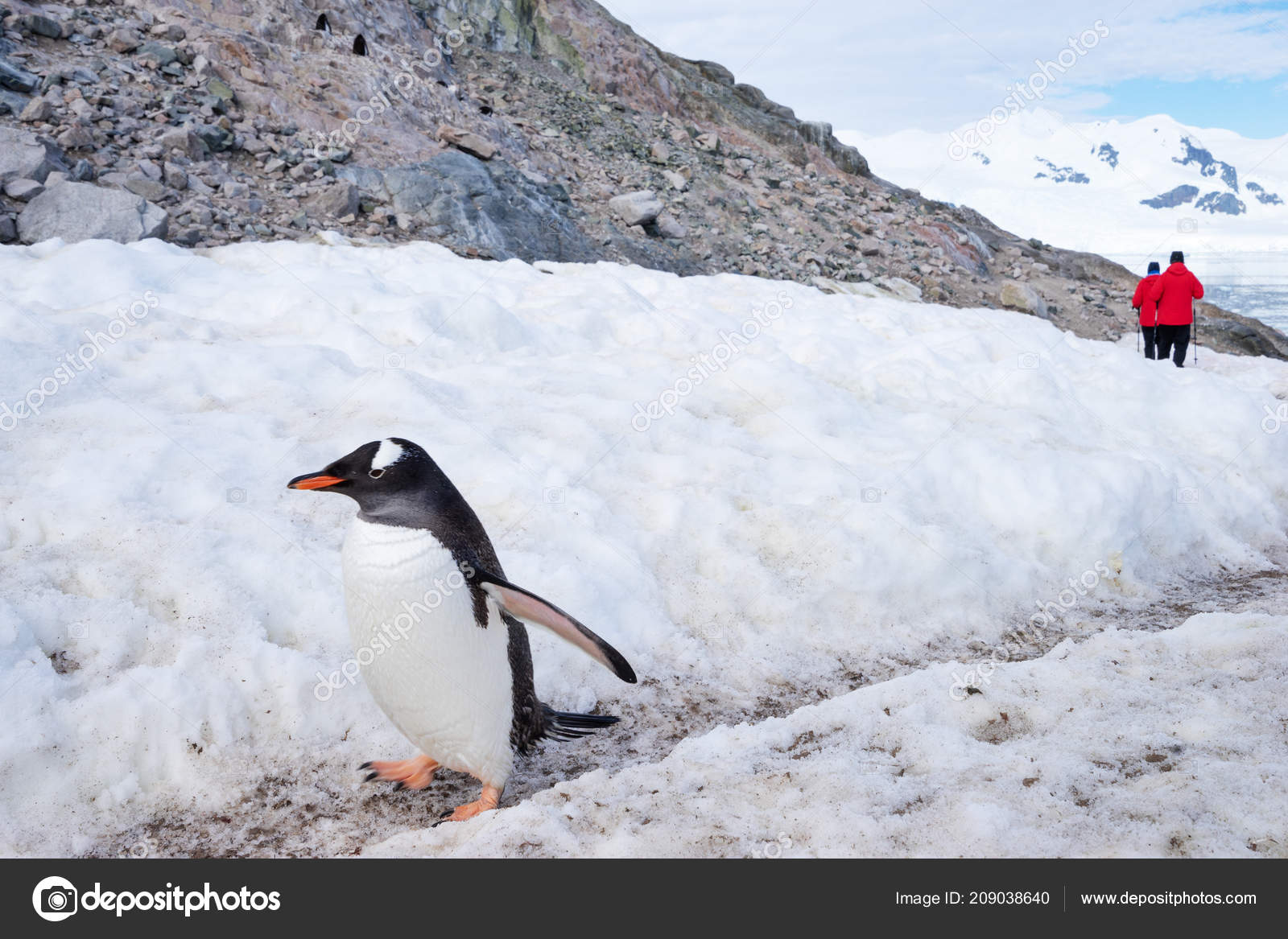 Penguins South Pole Antarctica — Stock Photo © zhudifeng #209038640
