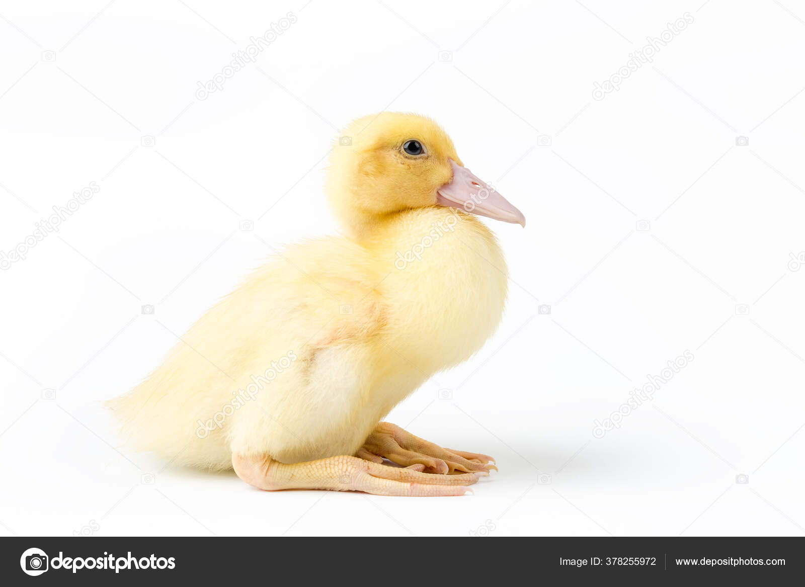 Cute Young Muscovy Duck Closeup Isolated White — Stock Photo ...