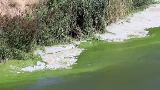 Bacterial Infection Surface Lake Reservoir Form Foam — Stock Video ...