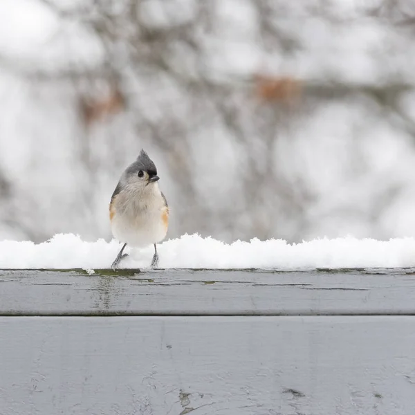 Tufted Titmouse Bird Background — Stock Photo © j0ycem #232618260