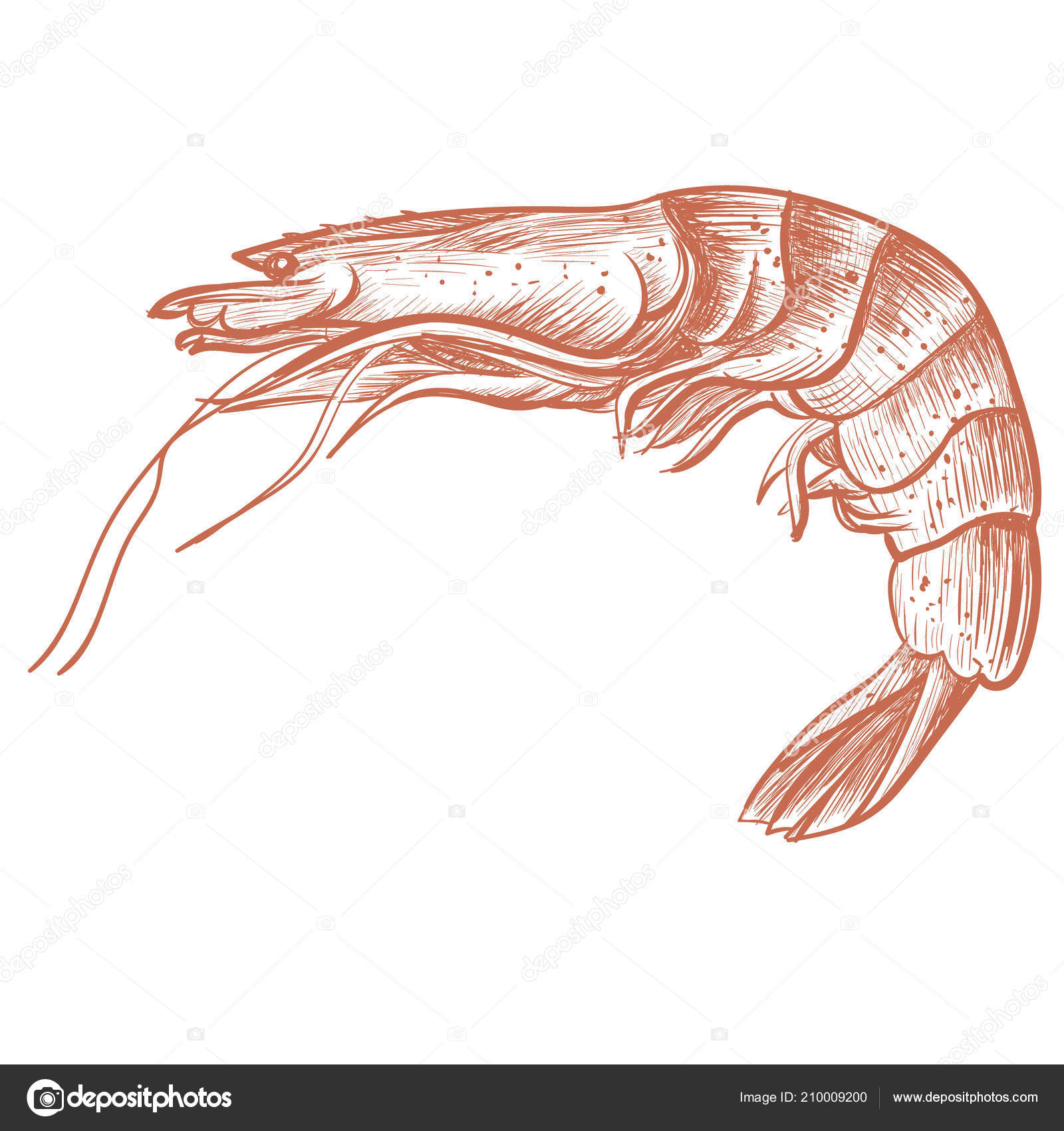 Cooked Shrimp Drawing