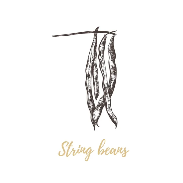 239 String beans Vector Images - Free & Royalty-free String beans ...