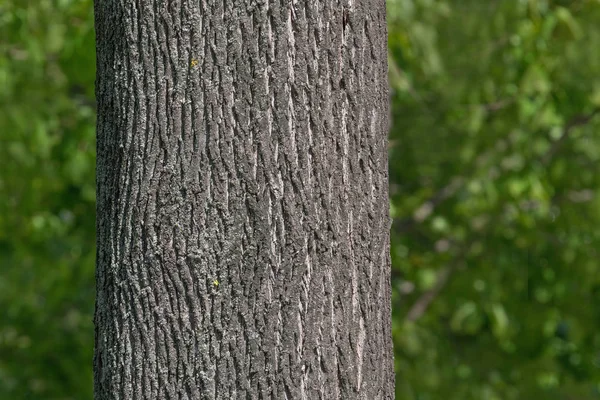 Trunks Stock Photos, Royalty Free Trunks Images | Depositphotos