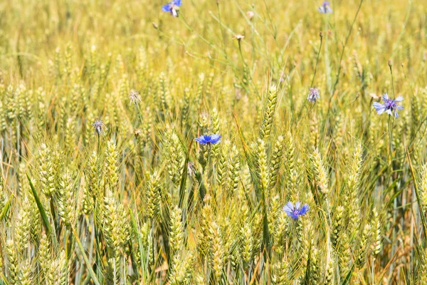 Grain flowers Stock Photos, Royalty Free Grain flowers Images ...