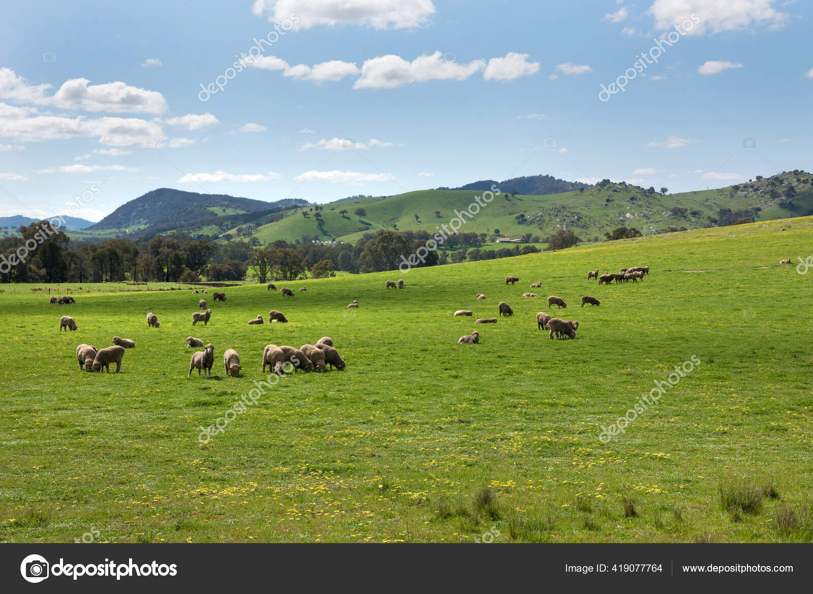 Sheep Grazing Farmland Rugby Nsw Australia — Stock Photo ...