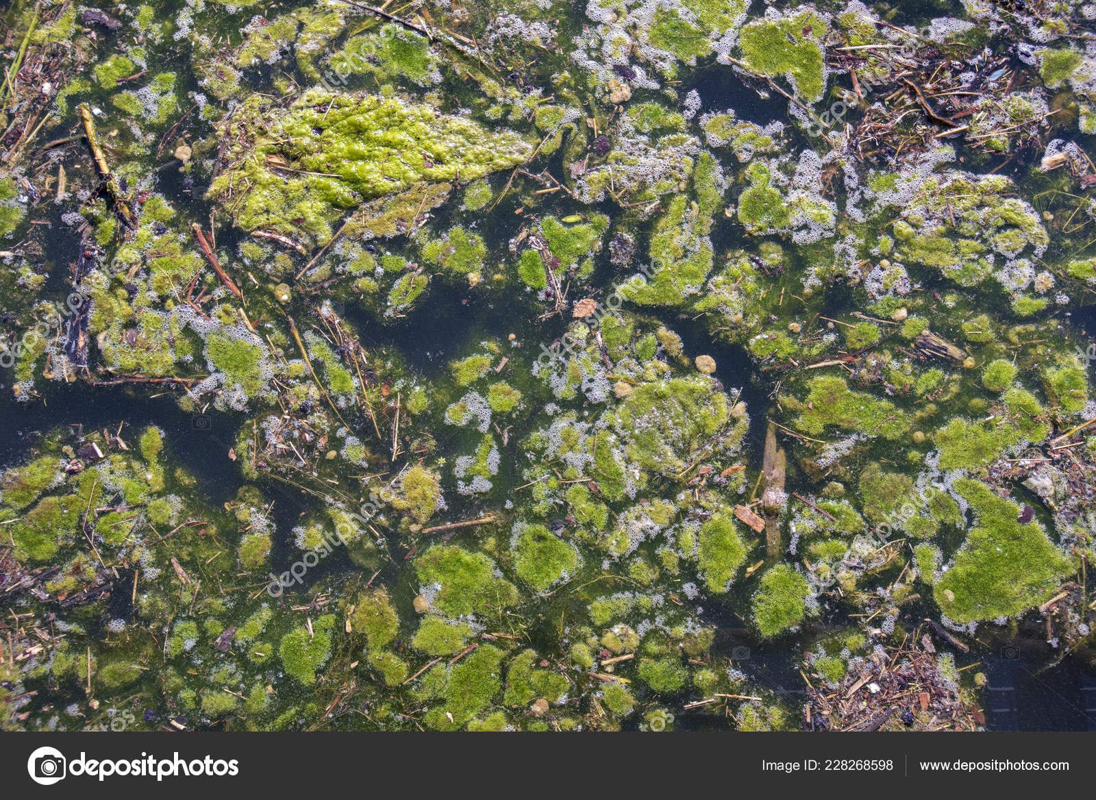 Algae Bloom Polluted Water Stock Photo by ©filmfoto 228268598