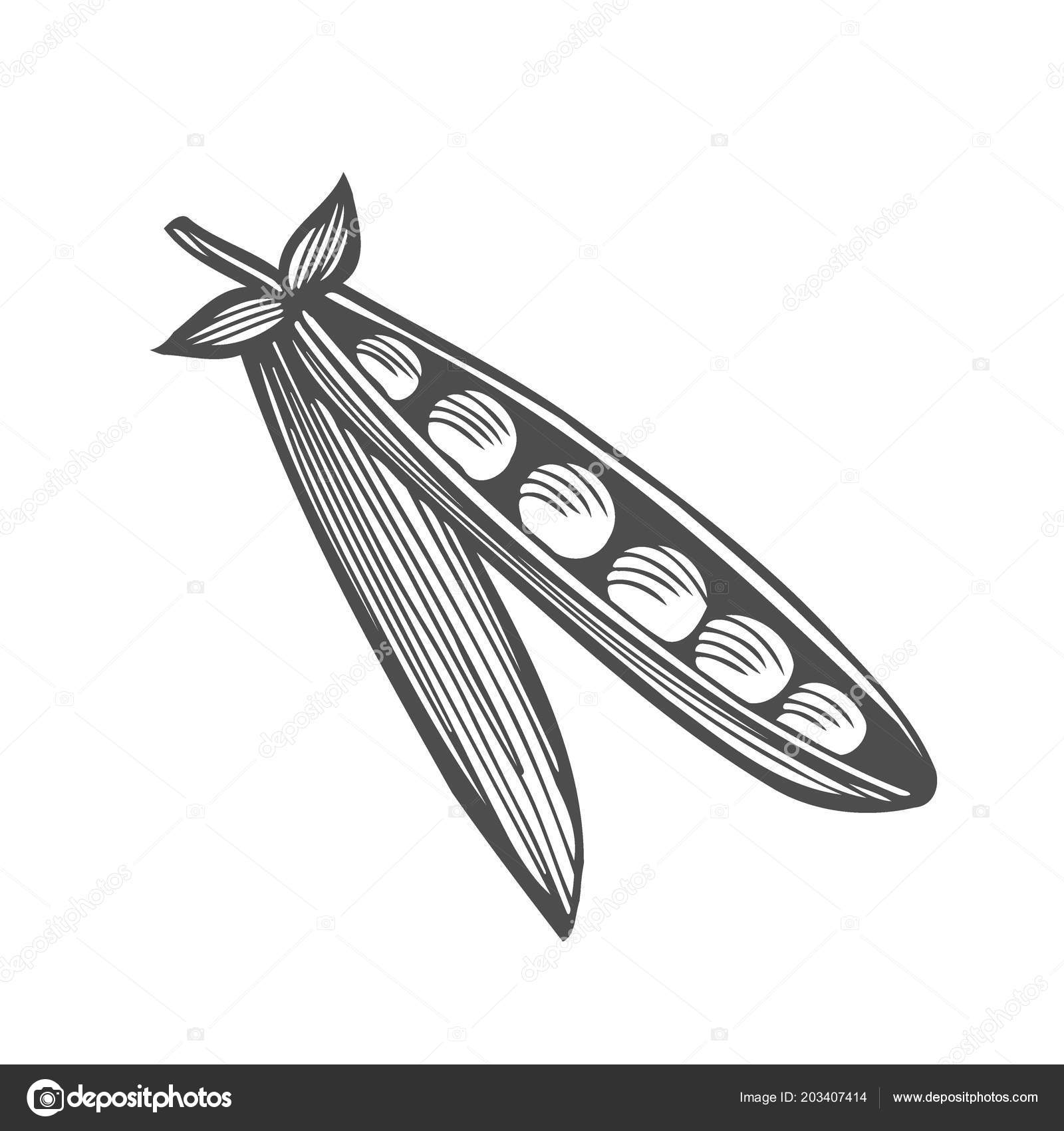 Guisante Ilustración Vectorial Dibujado Mano Objeto Estilo Grabado ...