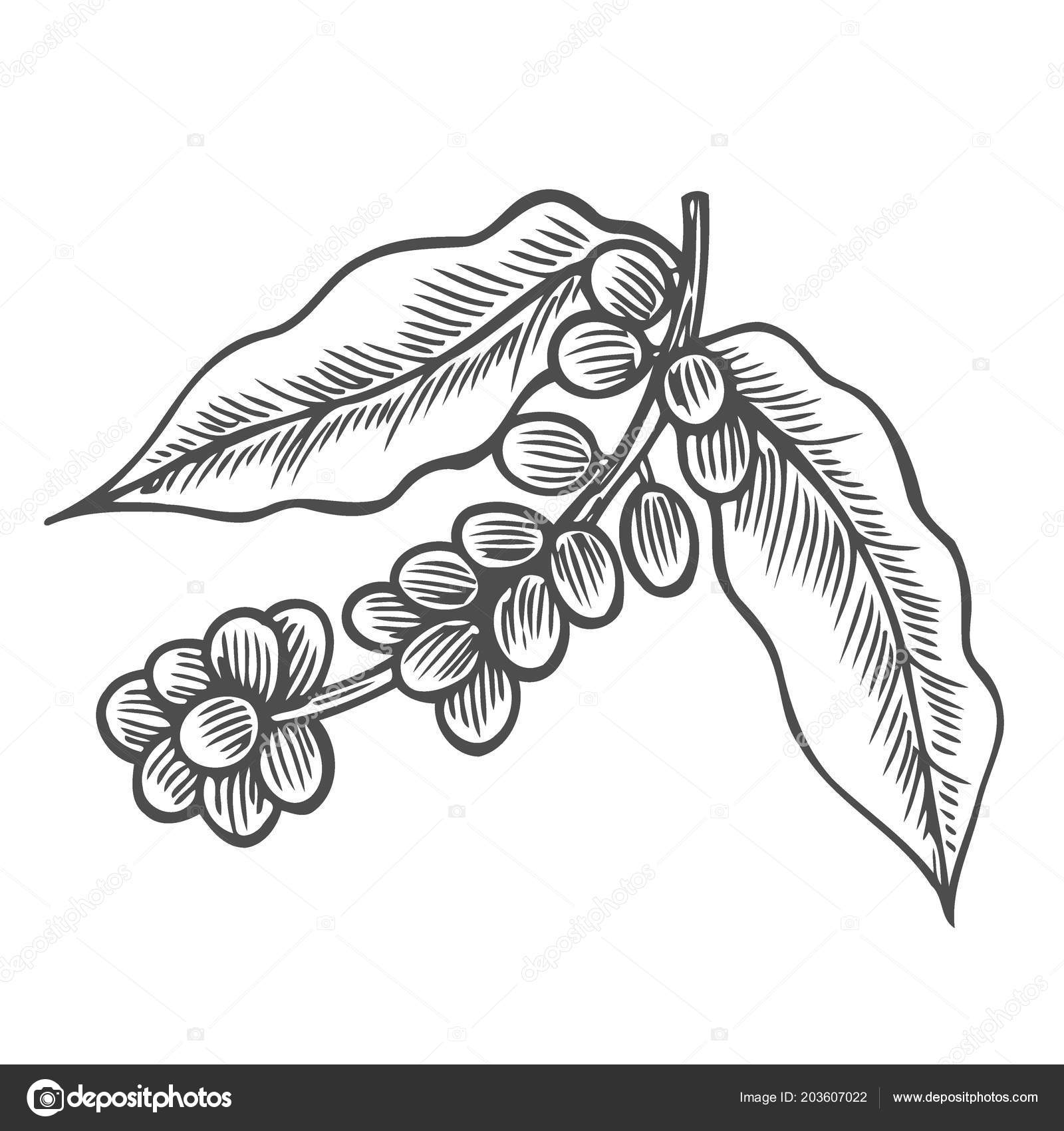 Coffee Branch Plant Leaf Berry Fruit Seed Natural Caffeine Drink Stock ...