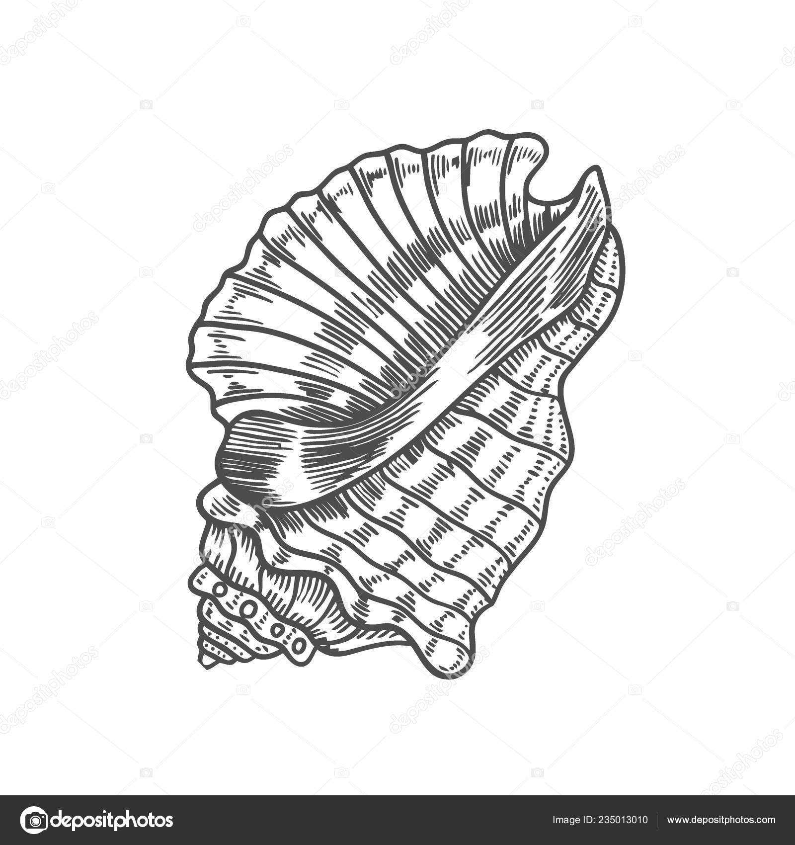 Spiral Seashell Tattoo