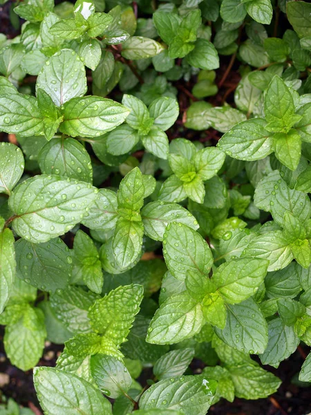 Mint plant Stock Photos, Royalty Free Mint plant Images | Depositphotos