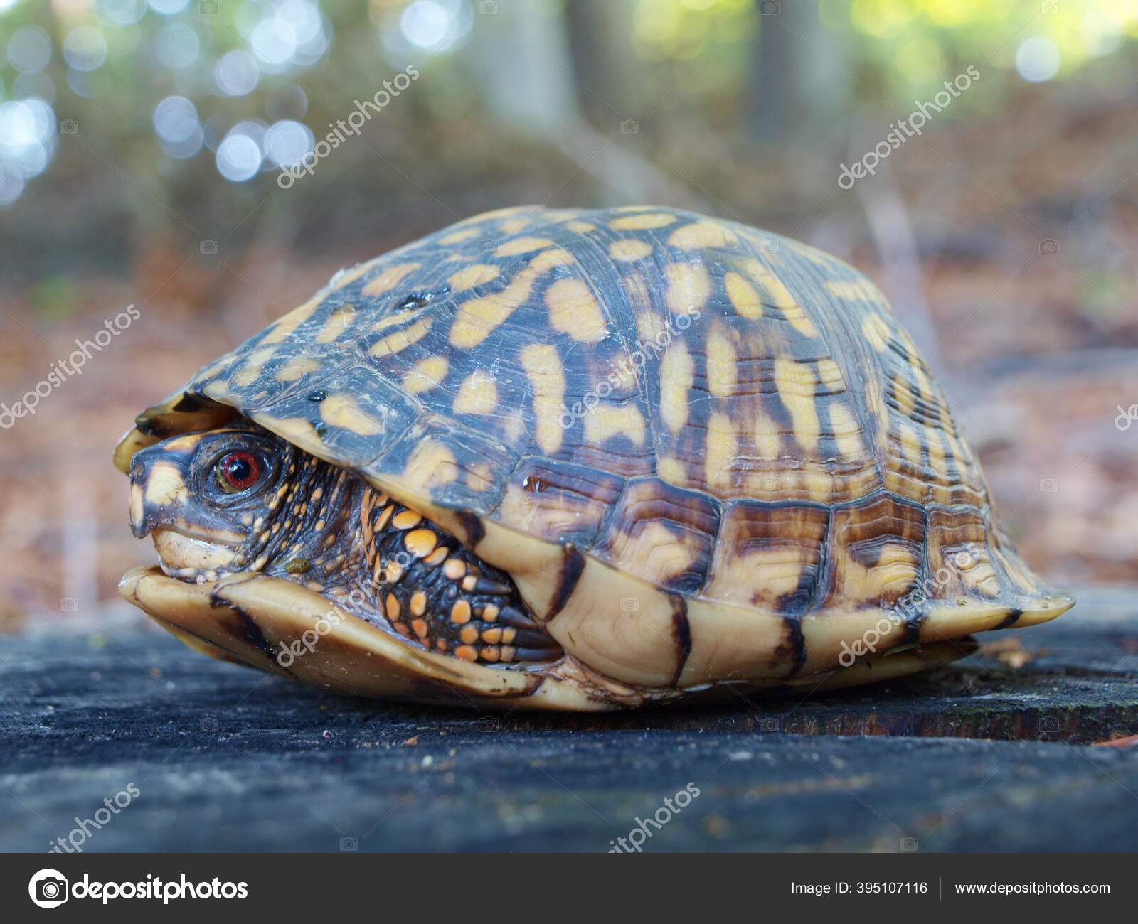 Eastern Box Tortoise Hiding Its Shell Protection — Stock Photo © tdoes1 ...