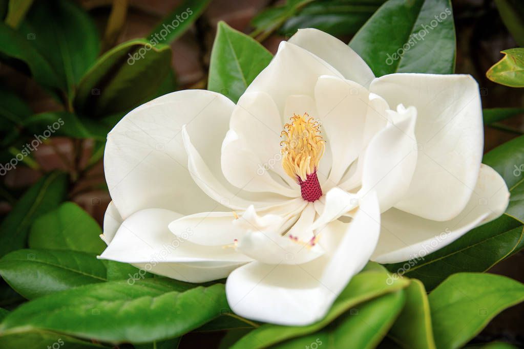 La hermosa flor blanca de la Magnolia Grandiflora, o Magnolia del Sur. 2023