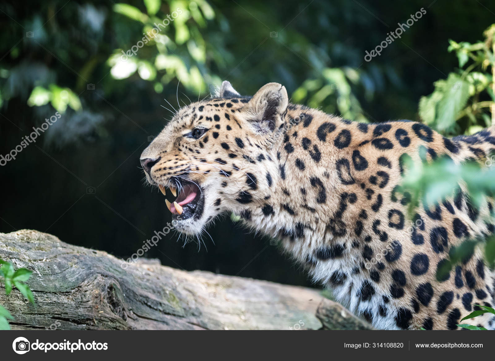 Leopard Roar Profile