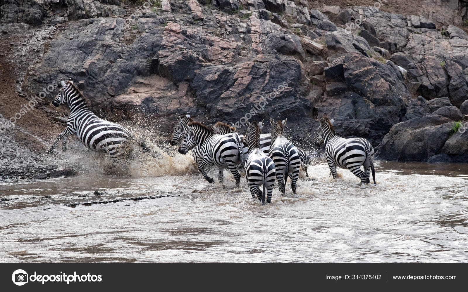 Group Zebra Emerge Mara River River Crossing Annual Great Migration ...