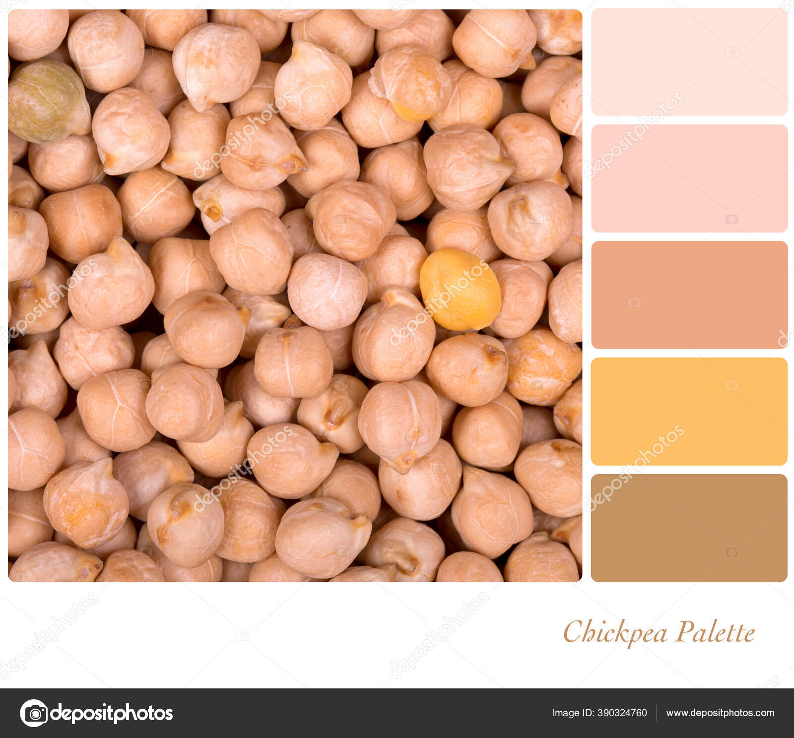 Background Dried Chickpeas Colour Palette Complimentary Colour Swatches ...